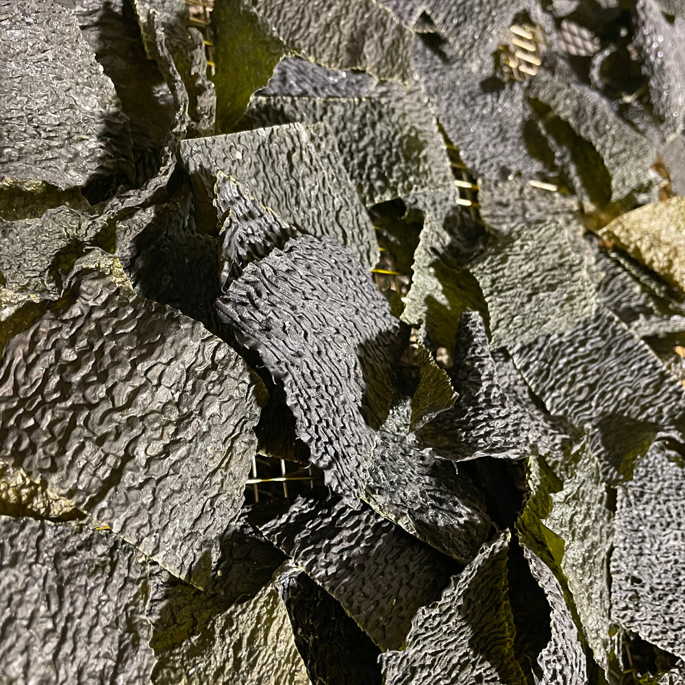 North Pacific Kelp Wild Foods - Haida Gwaii British Columbia ...